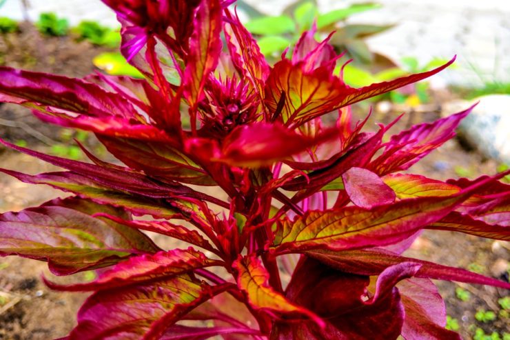 These Plants With Red Stems Make For A Captivating Garden Design ...