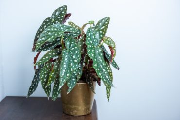 Mollie Brown Chooses 10 Plants With Spotted Leaves You Simply Have To ...