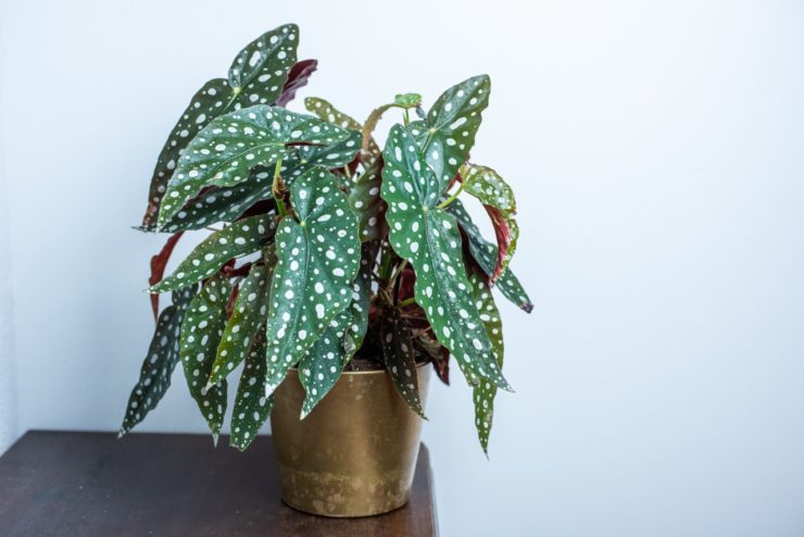 Mollie Brown Chooses 10 Plants With Spotted Leaves You Simply Have To ...