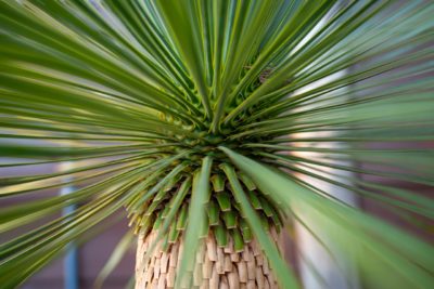 8 Yucca Varieties - Tender & Hardy | Horticulture.co.uk