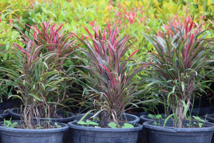How To Propagate Cordyline - 5 Methods | Horticulture.co.uk
