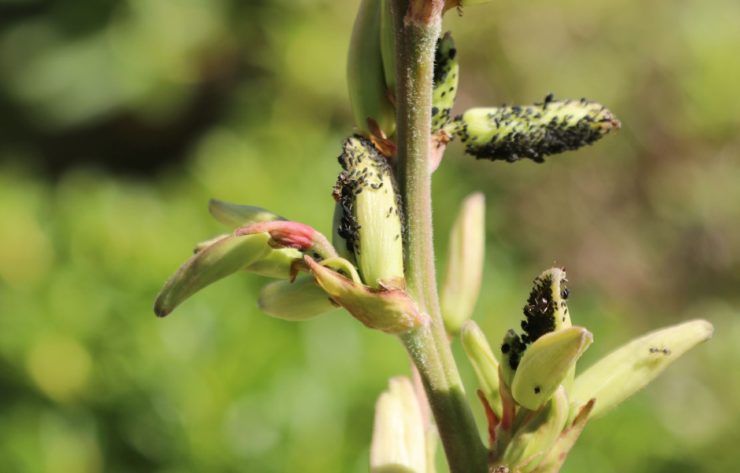 Cultivation, Fungal And Pest Issues Can Sometimes Affect Yuccas - These ...