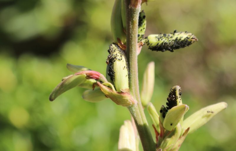 Cultivation, Fungal And Pest Issues Can Sometimes Affect Yuccas - These ...