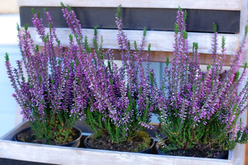 Grow Heather In Pots - It Allows You To Better Control The Acidity And ...
