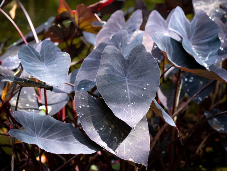 Gothic Gardens: 30 Plants With Black Flowers Or Foliage For An Unusual Aesthetic | Horticulture ...