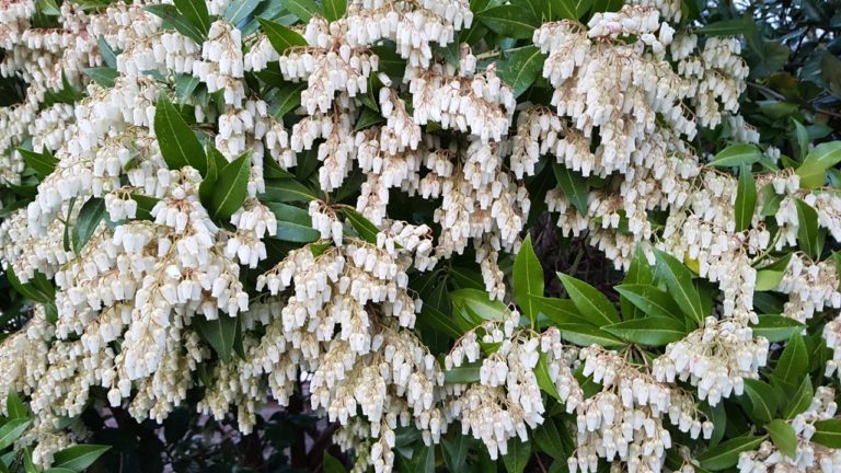15 Award-Winning Pieris Varieties To Grow | Horticulture.co.uk