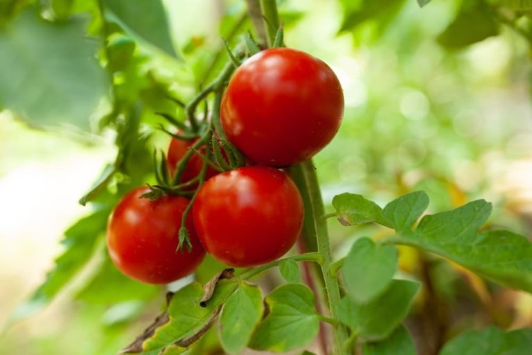 Growing Gardener's Delight With Dan Ori (One Of The Sweetest Tomato ...