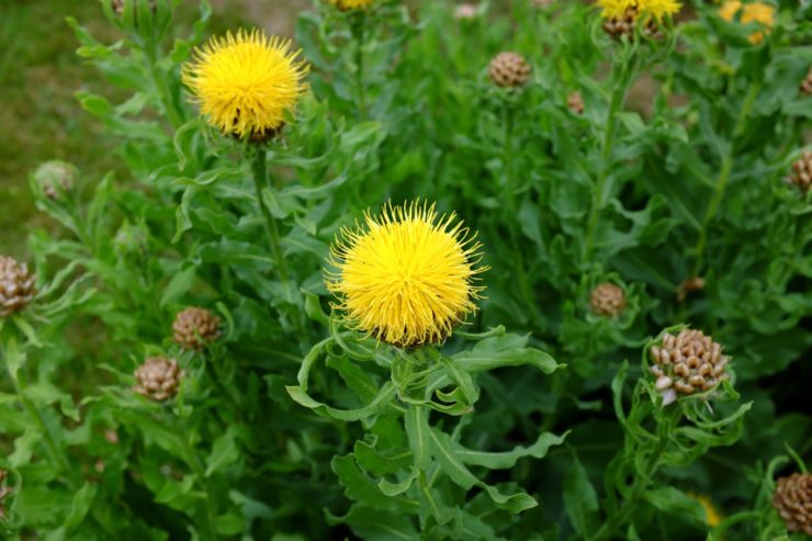 60 Bright Plants With Yellow Flowers | Horticulture.co.uk