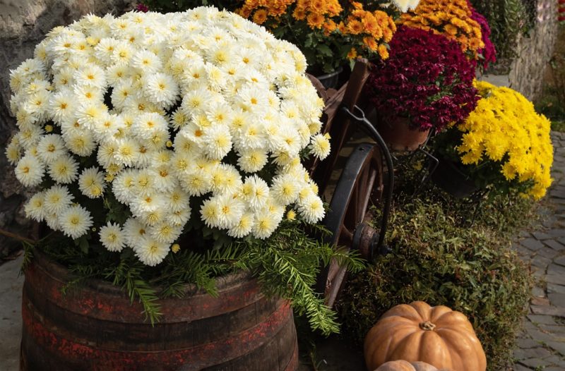 Growing In Barrels? Horticulturist Recommends These Plants Will Thrive ...