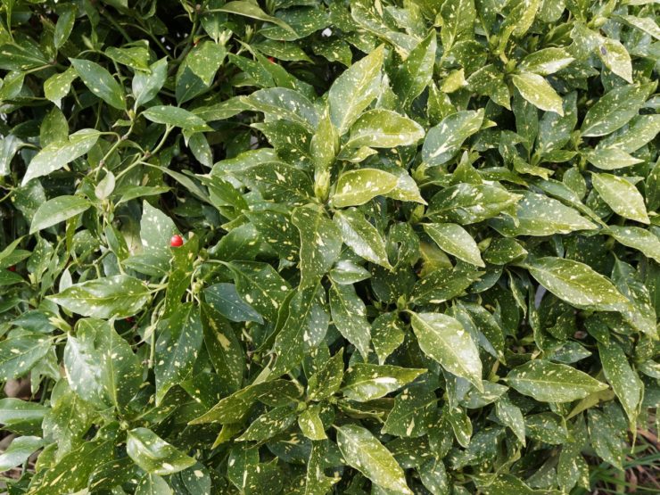 Mollie Brown Chooses 10 Plants With Spotted Leaves You Simply Have To ...