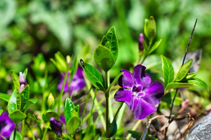 Vinca Minor (Periwinkle) Is An Excellent Set-And-Forget Plant To Help ...