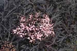 Gothic Gardens: 30 Plants With Black Flowers Or Foliage For An Unusual ...