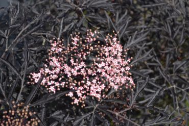Gothic Gardens: 30 Plants With Black Flowers Or Foliage For An Unusual ...
