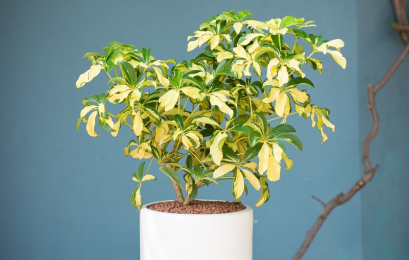 Schefflera ‘Umbrella Plant’ - Common Types, Watering, Repotting And ...