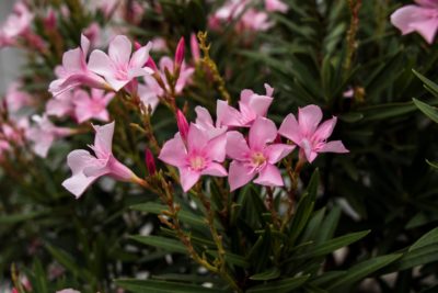 Take Oleander Cuttings After It Has Started Putting Out Fresh Growth ...