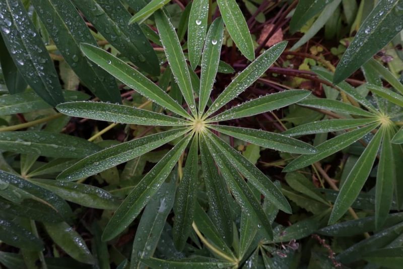 How To Grow Lupins - Traditional, Timeless Classics With Towering ...