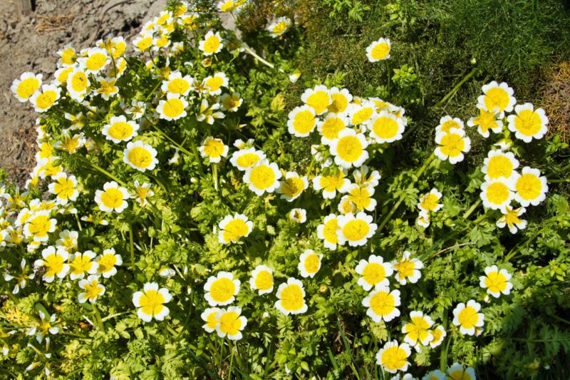 40 Daisy-Like Flowers With Growing Tips From RHS Gold Medalist Juliet ...
