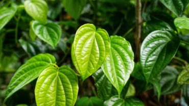 25 Plants With Heart-Shaped Leaves | Horticulture.co.uk