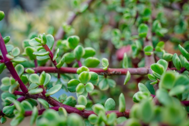 These Plants With Red Stems Make For A Captivating Garden Design ...