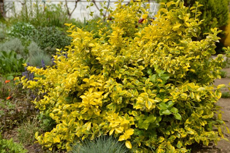 Here Are 15 Easy-To-Care-For Shrubs That Are Evergreen And Ornamental ...