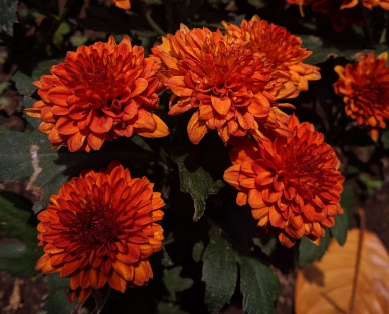 35 Ornate Orange Perennials | Horticulture Magazine