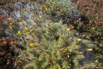 Grow Heather In Pots - It Allows You To Better Control The Acidity And ...