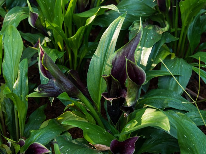 Gothic Gardens: 30 Plants With Black Flowers Or Foliage For An Unusual ...