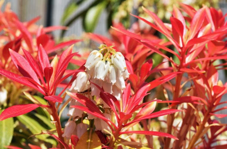 15 Award-Winning Pieris Varieties To Grow | Horticulture.co.uk