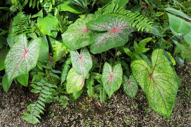 20 Companion Plants To Grow With Ferns | Horticulture.co.uk