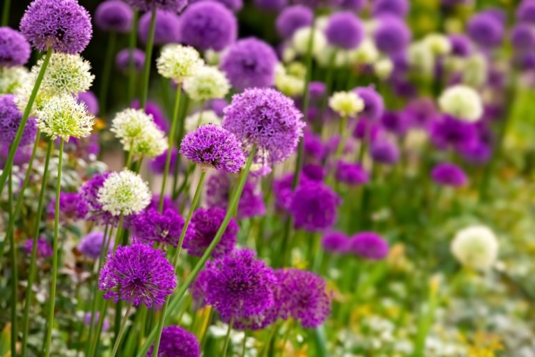 45 Plants That Flower In May | Horticulture.co.uk