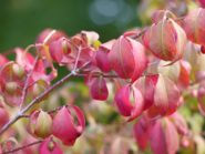 20 Captivating Plants With Red Stems | Horticulture.co.uk