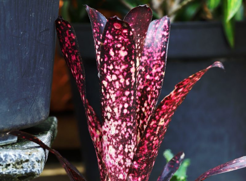 Mollie Brown Chooses 10 Plants With Spotted Leaves You Simply Have To ...