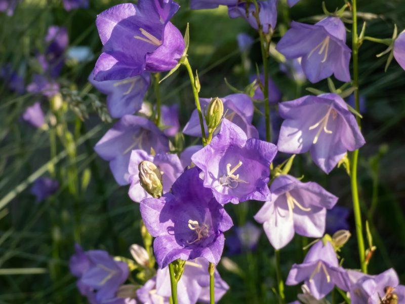 35 Plants With Bell-Shaped Flowers | Horticulture.co.uk