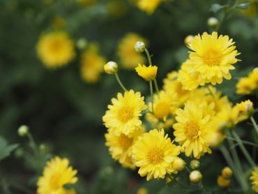 40 Daisy-Like Flowers With Growing Tips From RHS Gold Medalist Juliet ...