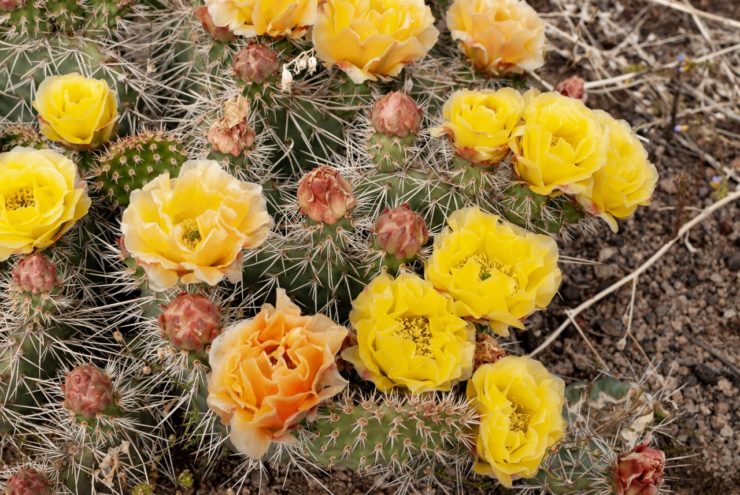 60 Bright Plants With Yellow Flowers | Horticulture.co.uk