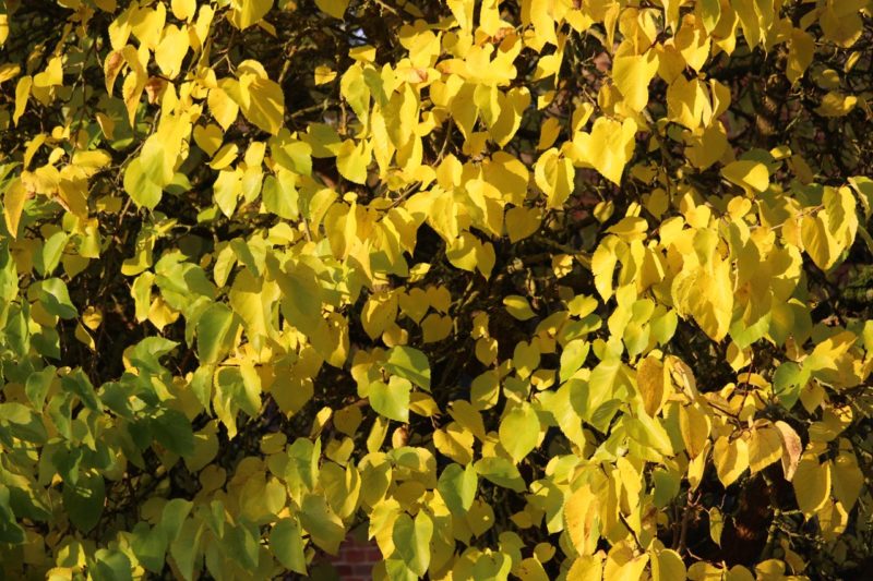 25 Plants With Heart-Shaped Leaves | Horticulture.co.uk