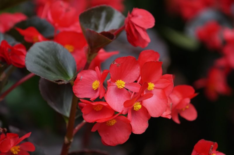 20 Captivating Plants With Red Stems | Horticulture.co.uk