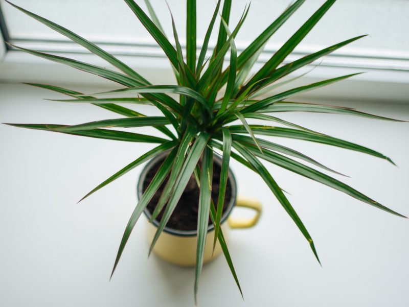 30 Houseplants That Thrive In Direct Sunlight With Growing Advice From ...