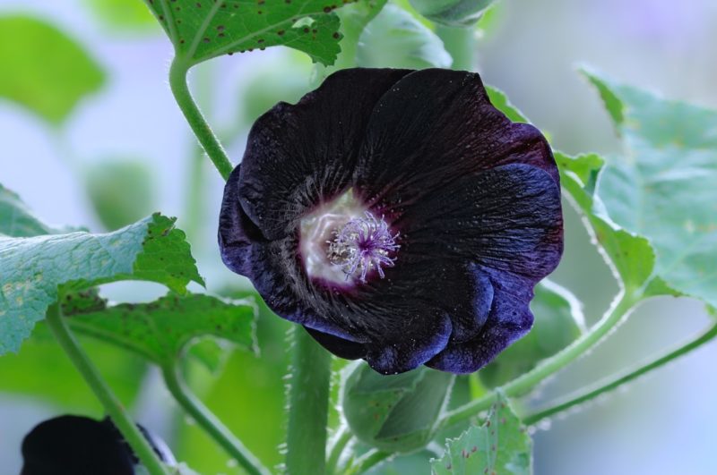 Gothic Gardens: 30 Plants With Black Flowers Or Foliage For An Unusual ...