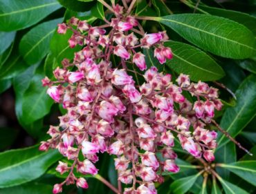 15 Award-Winning Pieris Varieties To Grow | Horticulture.co.uk