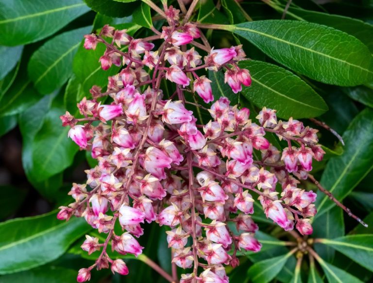 15 Award-Winning Pieris Varieties To Grow | Horticulture.co.uk