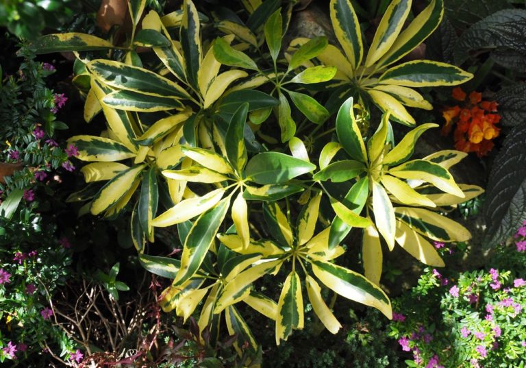 Schefflera ‘Umbrella Plant’ - Common Types, Watering, Repotting And ...