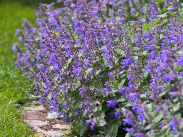45 Plants That Flower In May | Horticulture.co.uk