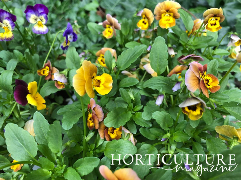 How To Grow Violas From Seed | Horticulture.co.uk