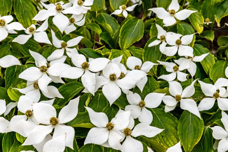 45 Plants That Flower In May | Horticulture.co.uk
