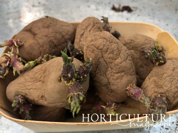 Planting Winter Cropping Potatoes You Can Grow To Enjoy For Christmas ...