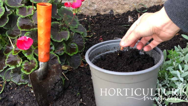 Planting Oxalis Bulbs (Corms) In 5 Steps With Emily Cupit's Video Guide ...