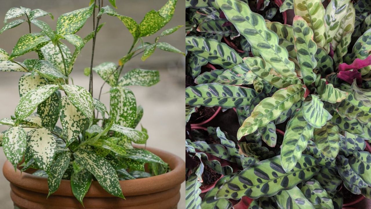 Mollie Brown Chooses 10 Plants With Spotted Leaves You Simply Have To ...