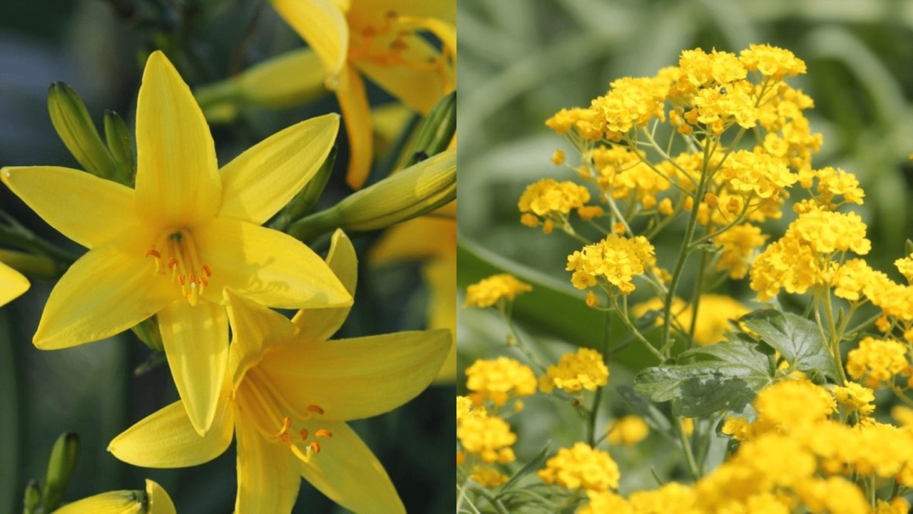 60 Bright Plants With Yellow Flowers | Horticulture.co.uk