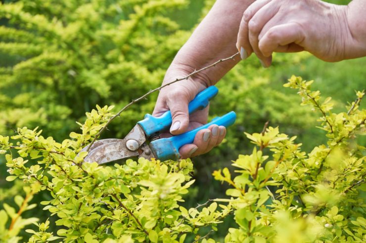 Pruning Berberis Varies By Deciduous And Evergreen Types (But Can Be ...